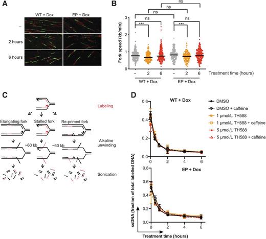 MTH1 Inhibitor TH588 Disturbs Mitotic Progression and Induces Mitosis ...