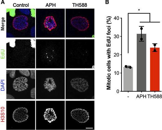 MTH1 Inhibitor TH588 Disturbs Mitotic Progression and Induces Mitosis ...