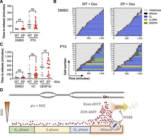 MTH1 Inhibitor TH588 Disturbs Mitotic Progression and Induces Mitosis ...
