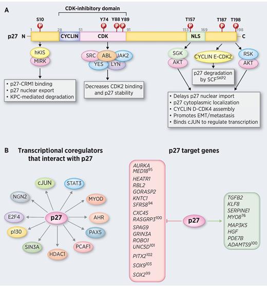 p27 as a Transcriptional Regulator: New Roles in Development and Cancer ...