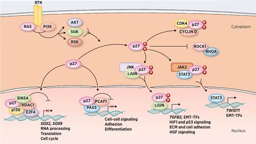 p27 as a Transcriptional Regulator: New Roles in Development and Cancer ...