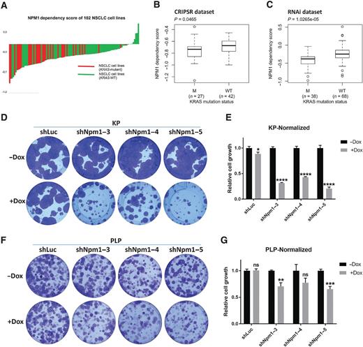Epigenetic CRISPR Screens Identify Npm1 as a Therapeutic Vulnerability ...