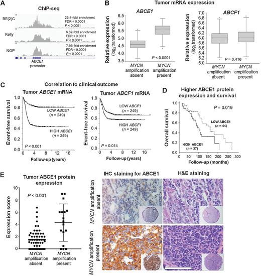 Suppression of ABCE1-Mediated mRNA Translation Limits N-MYC–Driven ...