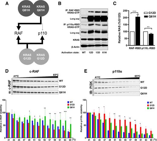 KRASQ61H Preferentially Signals through MAPK in a RAF Dimer-Dependent ...