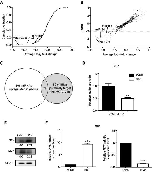 FTO Inhibition Enhances the Antitumor Effect of Temozolomide by ...