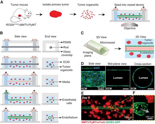 A Tissue-Engineered 3D Microvessel Model Reveals the Dynamics of Mosaic ...