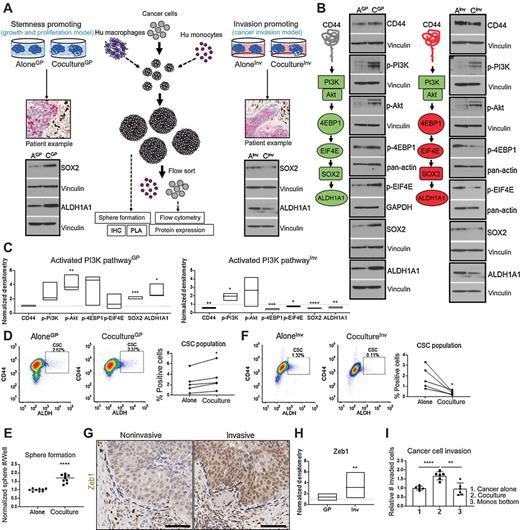 Cancer Cell CD44 Mediates Macrophage/Monocyte-Driven Regulation of Head ...