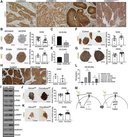 Cancer Cell CD44 Mediates Macrophage/Monocyte-Driven Regulation of Head ...