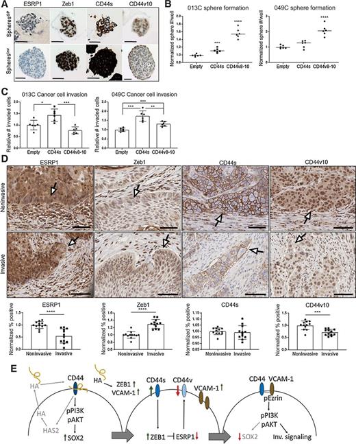 Cancer Cell CD44 Mediates Macrophage/Monocyte-Driven Regulation of Head ...