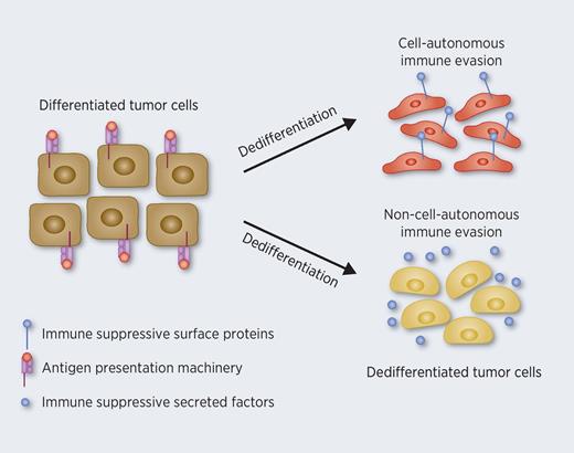 How Tumor Cell Dedifferentiation Drives Immune Evasion and Resistance ...