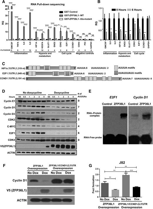 RNA-Binding Protein ZFP36L1 Suppresses Hypoxia and Cell-Cycle Signaling ...