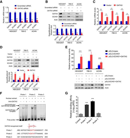 Inactivation of the AMPK–GATA3–ECHS1 Pathway Induces Fatty Acid ...