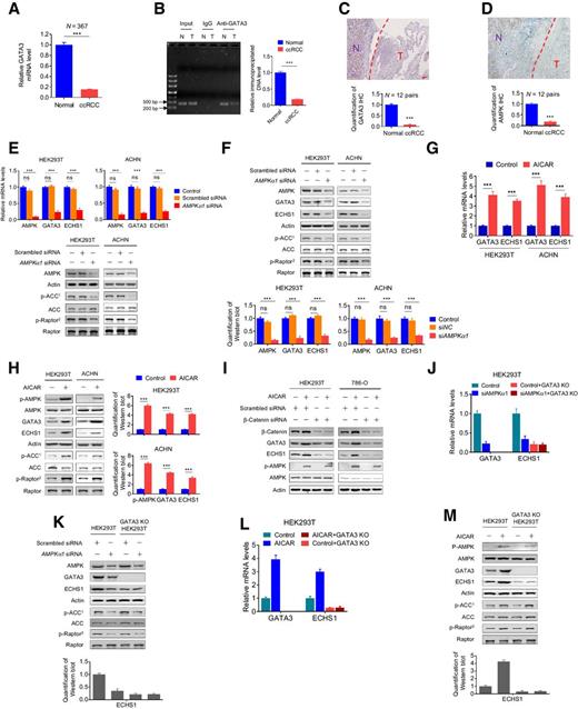 Inactivation of the AMPK–GATA3–ECHS1 Pathway Induces Fatty Acid ...