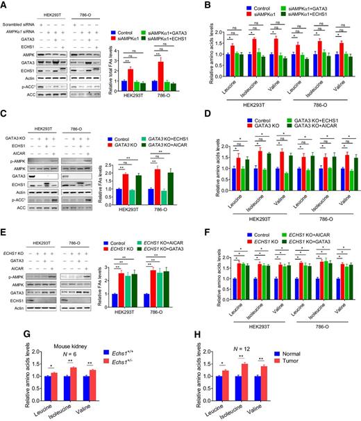 Inactivation of the AMPK–GATA3–ECHS1 Pathway Induces Fatty Acid ...