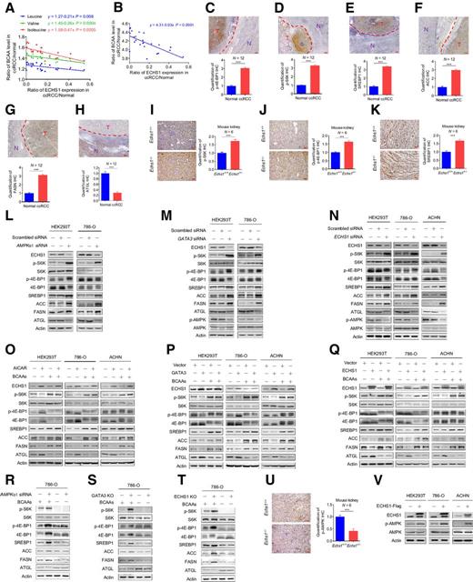Inactivation of the AMPK–GATA3–ECHS1 Pathway Induces Fatty Acid ...