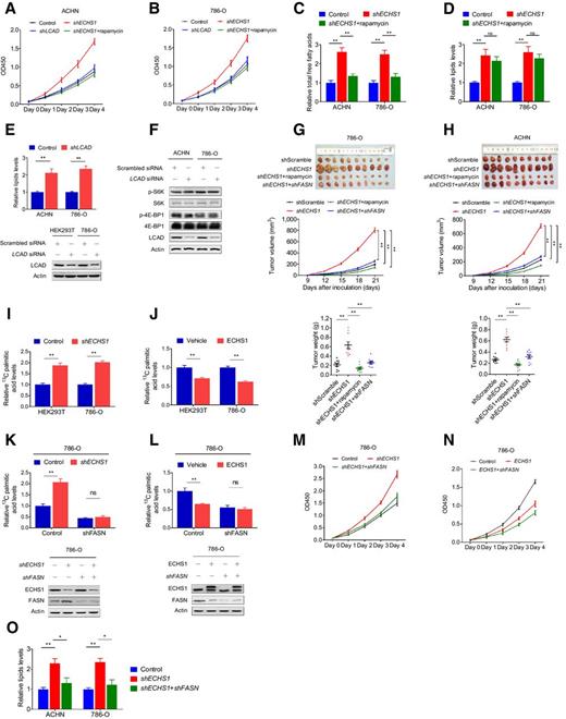 Inactivation of the AMPK–GATA3–ECHS1 Pathway Induces Fatty Acid ...