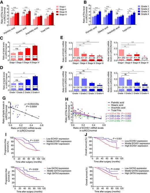Inactivation of the AMPK–GATA3–ECHS1 Pathway Induces Fatty Acid ...