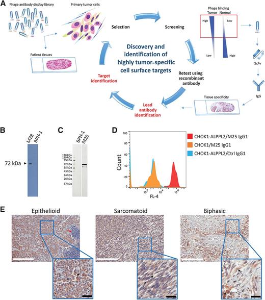 ALPPL2 Is a Highly Specific and Targetable Tumor Cell Surface Antigen | Cancer Research ...