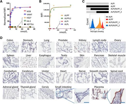 ALPPL2 Is a Highly Specific and Targetable Tumor Cell Surface Antigen ...