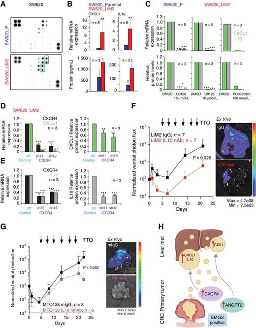ERK1/2 Signaling Induces Upregulation of ANGPT2 and CXCR4 to Mediate ...
