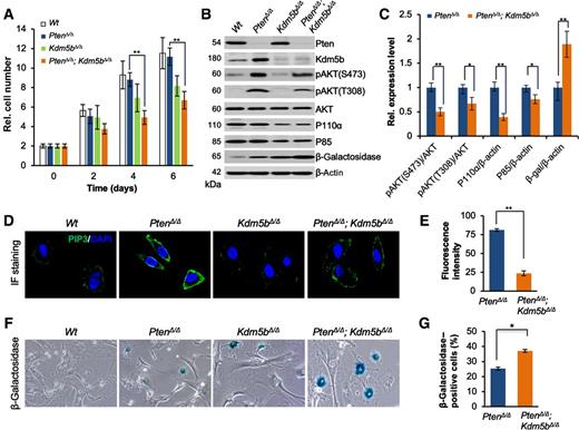 KDM5B Is Essential for the Hyperactivation of PI3K/AKT Signaling in ...