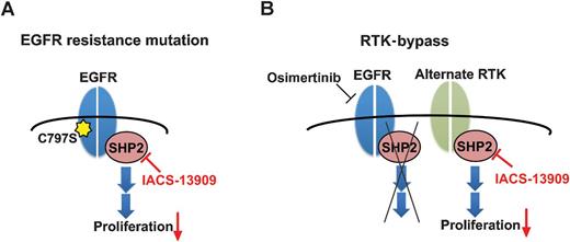 Allosteric SHP2 Inhibitor, IACS-13909, Overcomes EGFR-Dependent and ...