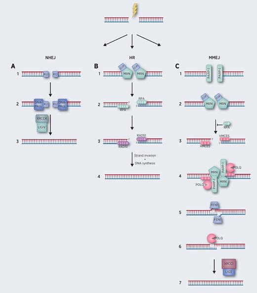Exploiting the Microhomology-Mediated End-Joining Pathway in Cancer ...