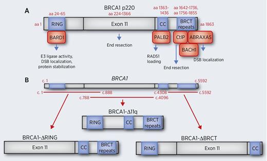 BRCA1 Mutations in Cancer: Coordinating Deficiencies in Homologous ...