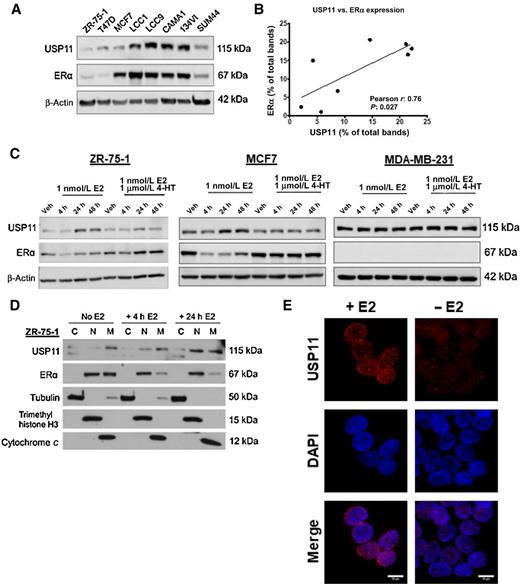 A Functional Genomic Screen Identifies the Deubiquitinase USP11 as a ...