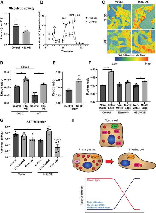 KRAS Controls Pancreatic Cancer Cell Lipid Metabolism and Invasive ...