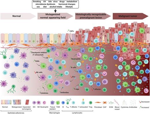 Field Carcinogenesis in Cancer Evolution: What the Cell Is Going On ...