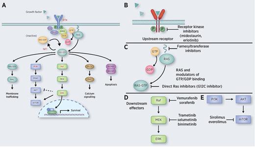 The Emerging Role of Ras Pathway Signaling in Pediatric Cancer | Cancer ...