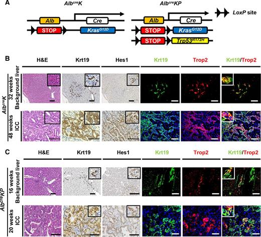 Hes1 Is Essential in Proliferating Ductal Cell–Mediated Development of ...