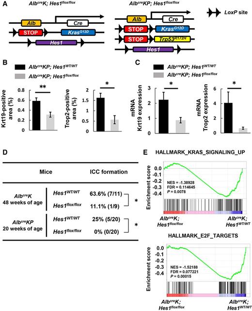 Hes1 Is Essential in Proliferating Ductal Cell–Mediated Development of ...