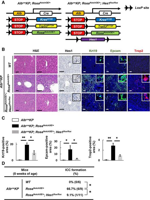 Hes1 Is Essential in Proliferating Ductal Cell–Mediated Development of ...