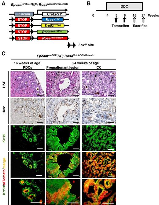 Hes1 Is Essential in Proliferating Ductal Cell–Mediated Development of ...