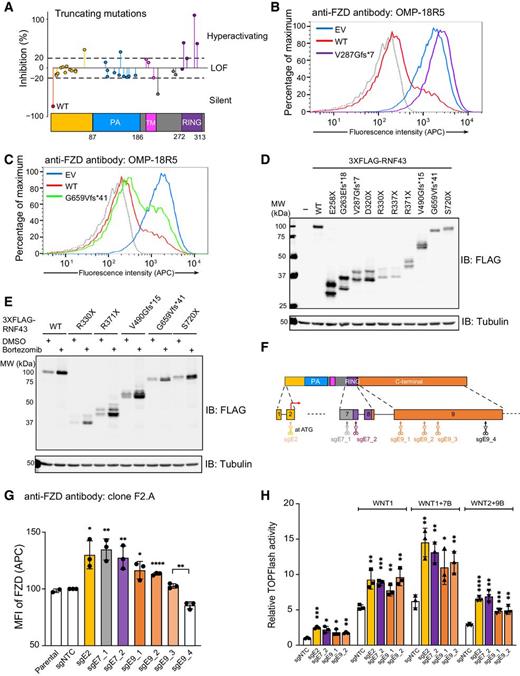 The Functional Landscape of Patient-Derived RNF43 Mutations Predicts ...