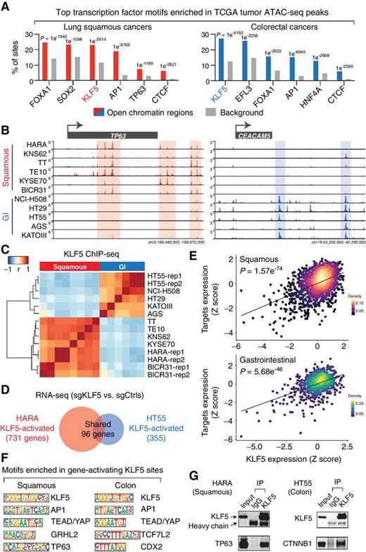 Chromatin Looping Shapes KLF5-Dependent Transcriptional Programs in ...