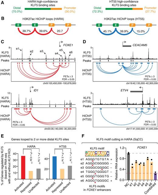 Chromatin Looping Shapes KLF5-Dependent Transcriptional Programs in ...