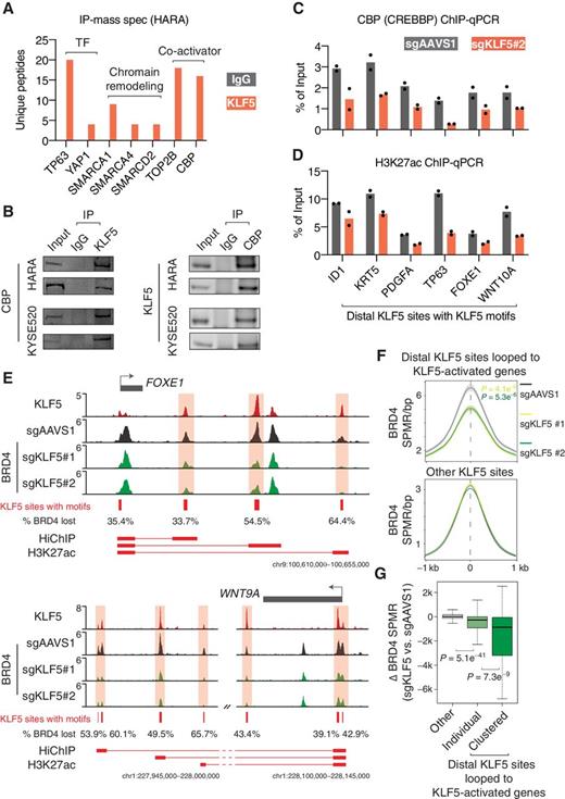 Chromatin Looping Shapes KLF5-Dependent Transcriptional Programs in ...