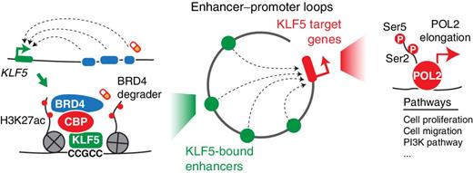 Chromatin Looping Shapes KLF5-Dependent Transcriptional Programs in ...
