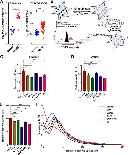 Endocytosis-Mediated Replenishment of Amino Acids Favors Cancer Cell ...