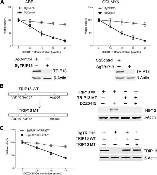 A Small-Molecule Inhibitor Targeting TRIP13 Suppresses Multiple Myeloma ...