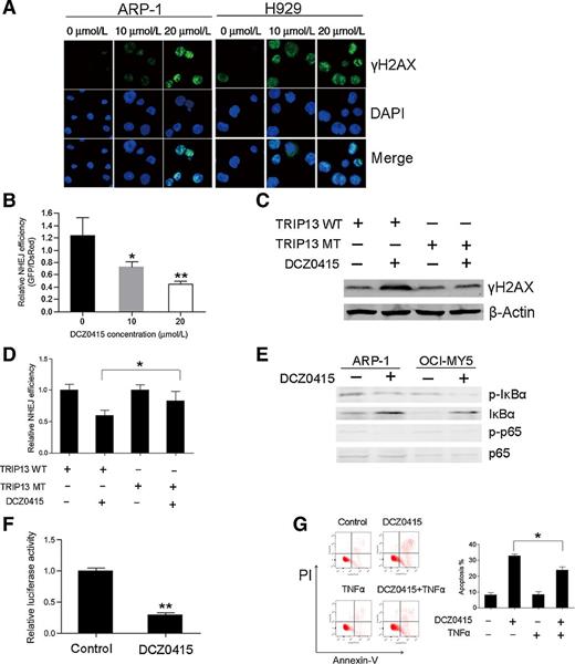 A Small-Molecule Inhibitor Targeting TRIP13 Suppresses Multiple Myeloma ...