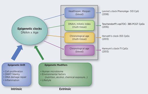 Epigenetic Aging: More Than Just a Clock When It Comes to Cancer ...