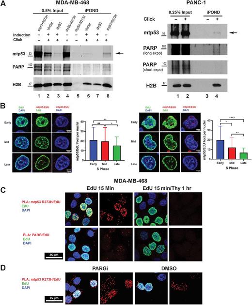 Gain-of-Function Mutant p53 R273H Interacts with Replicating DNA and ...