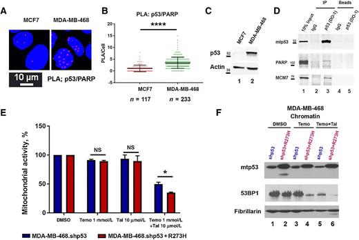 Gain-of-Function Mutant p53 R273H Interacts with Replicating DNA and ...