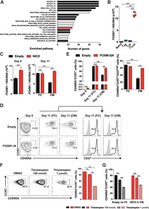 The NOTCH–FOXM1 Axis Plays a Key Role in Mitochondrial Biogenesis in ...