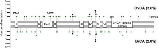 Rare BRIP1 Missense Alleles Confer Risk for Ovarian and Breast Cancer ...