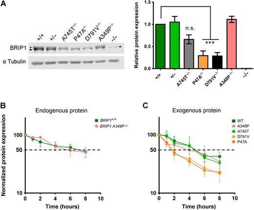 Rare BRIP1 Missense Alleles Confer Risk for Ovarian and Breast Cancer ...
